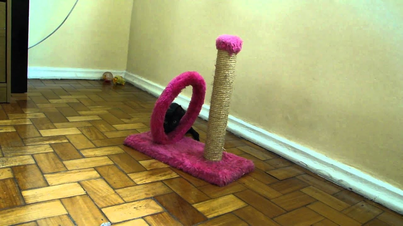 Linda, no Pole Dance - YouTube