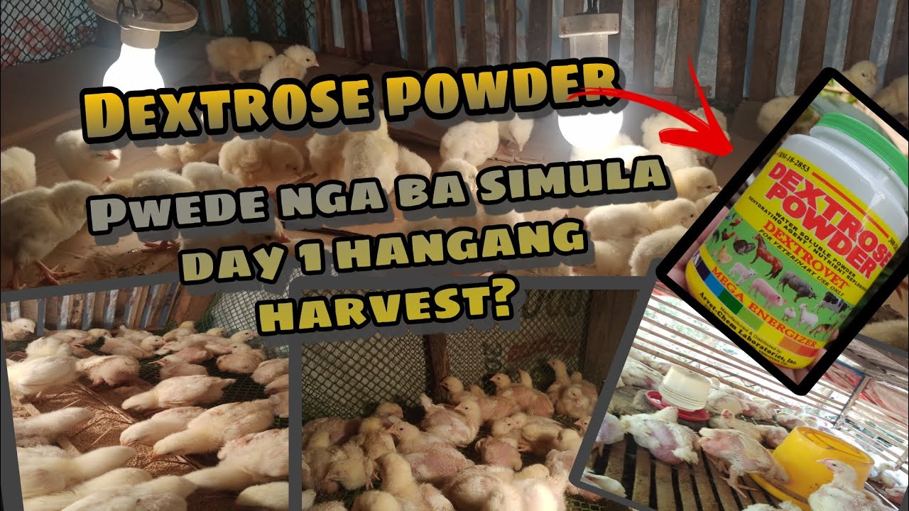 Dextrose powder pwede nga ba sa day1 hanggang harvest ? # ...