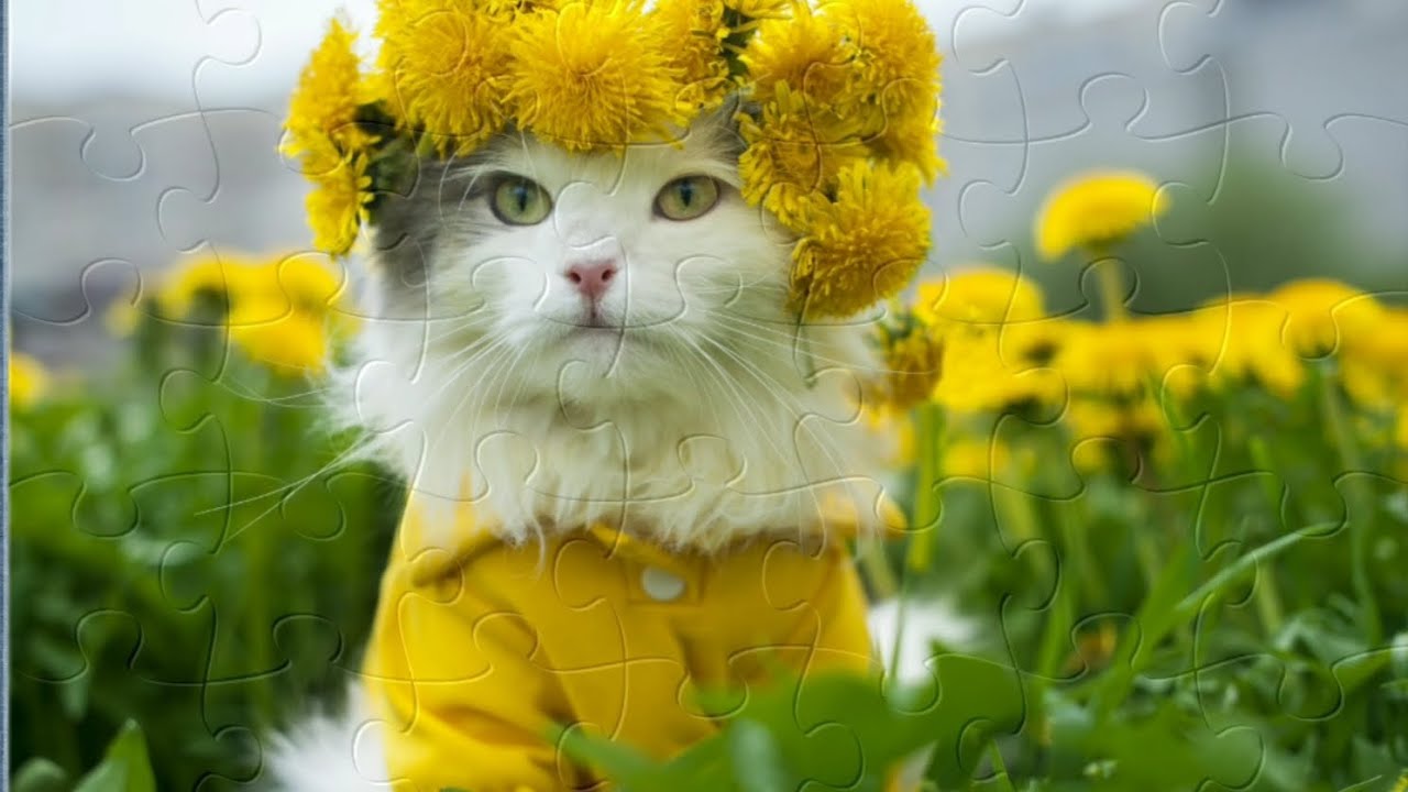 MENYUSUN PUZZLE KUCING. (S22) - YouTube