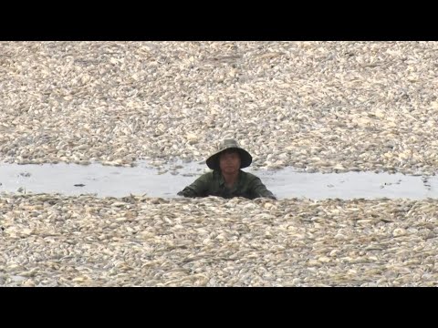 Mass fish death in Vietnam as heatwave roasts Southeast Asia | AFP