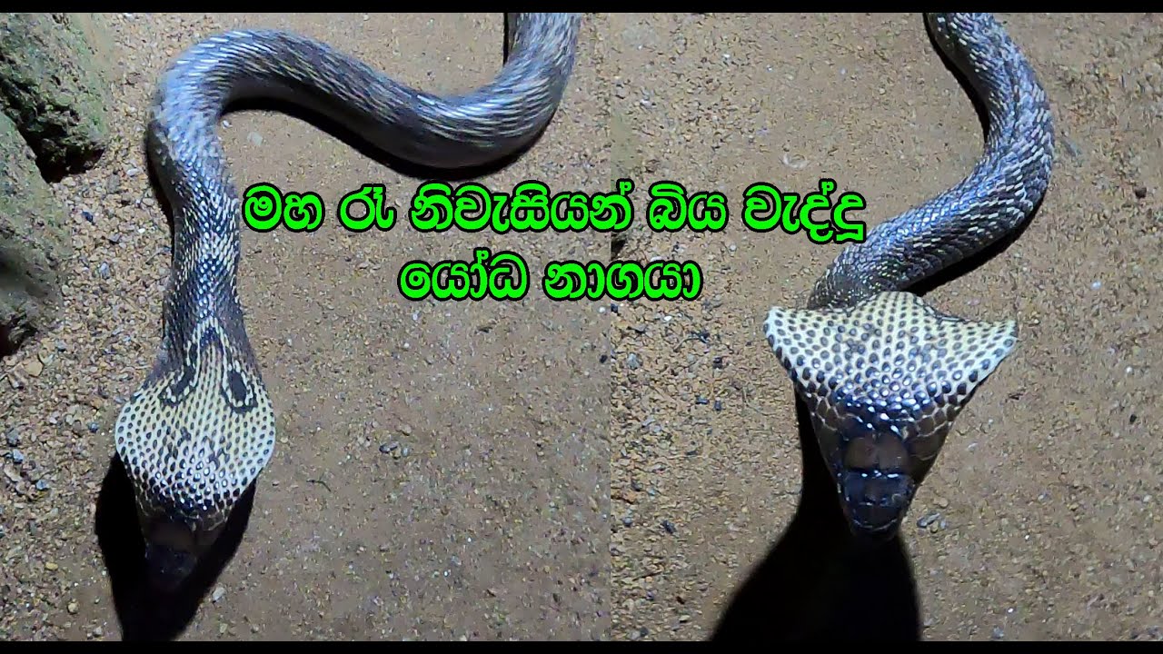 The giant cobra that scared the people in the middle of the night - YouTube