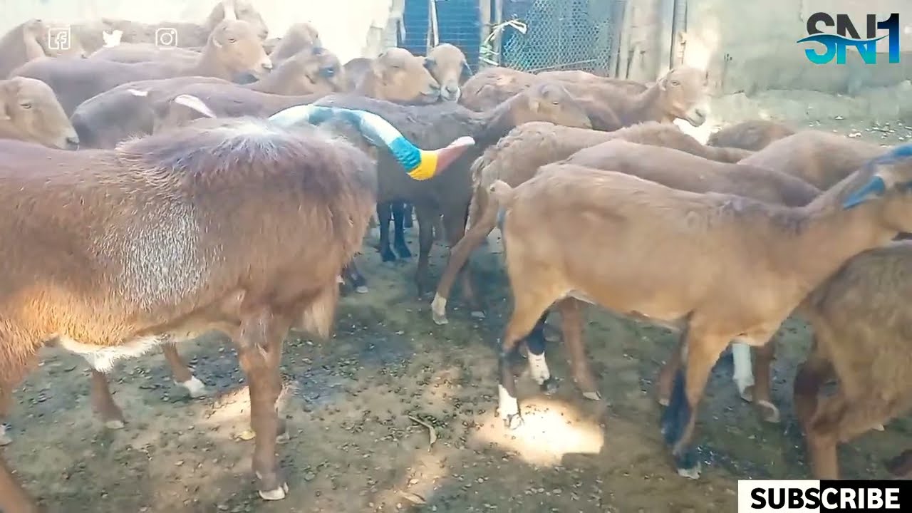SHEEP BREADING IN NATURAL WAY || SHEEP FARM MARHAPALI IN ODISHA ...