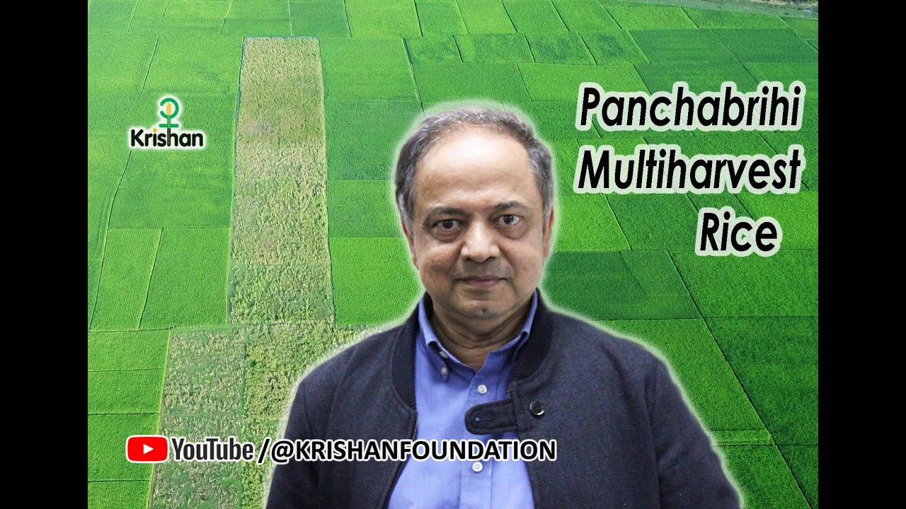 Panchabrihi multiharvest rice from Kanihati Sylhet and Bangladesh developed by Abed CHAUDHURY ...