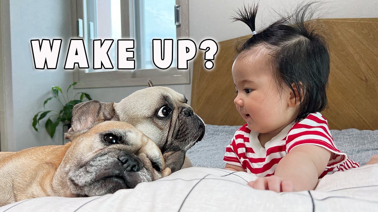 My Dogs and Baby's Morning Routine In Our New Home - YouTube