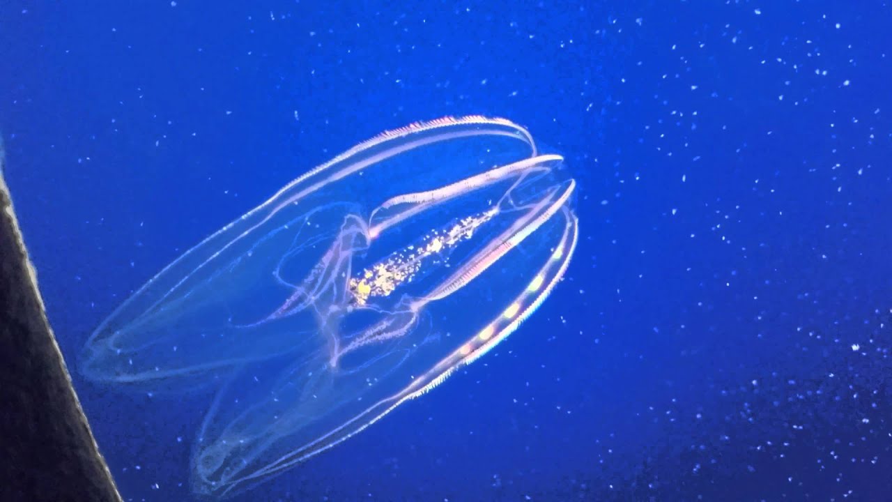 Monterey Bay Aquarium - Lobed Comb Jelly (Bolinopsis Infundibulum ...