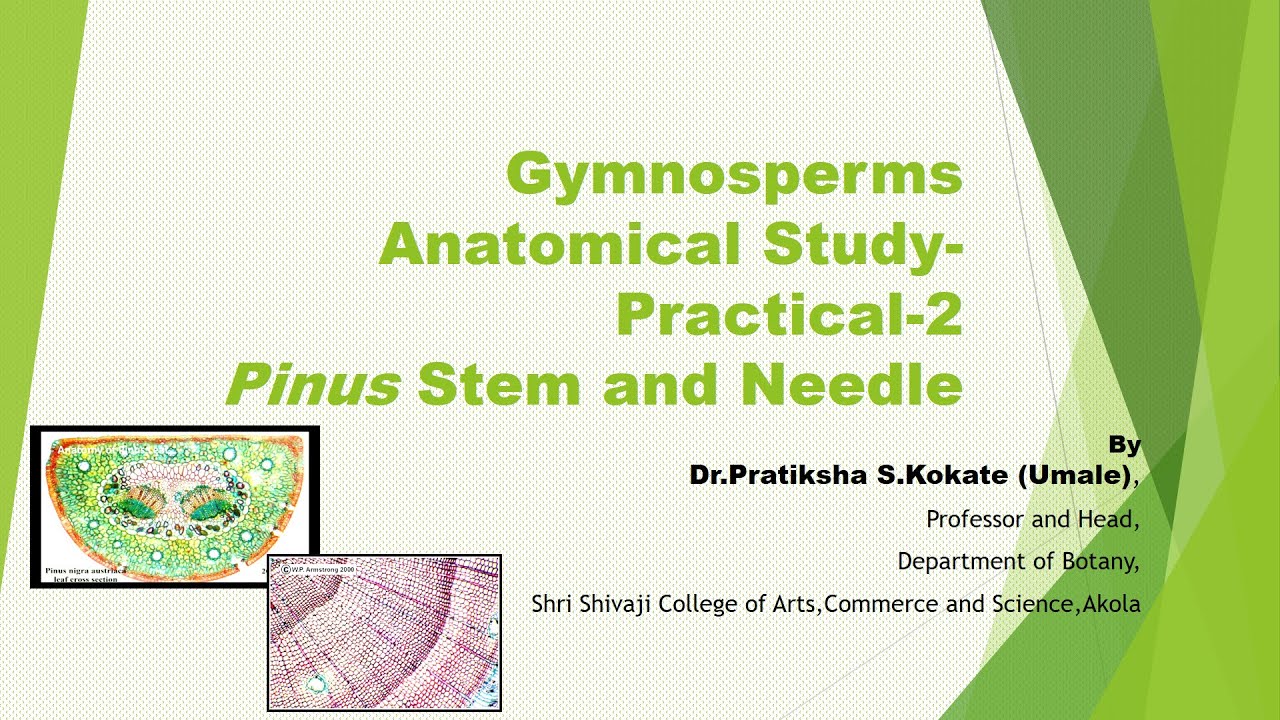 Gymnosperm Anatomical study of Pinus Stem and Needle by Dr Pratiksha S ...