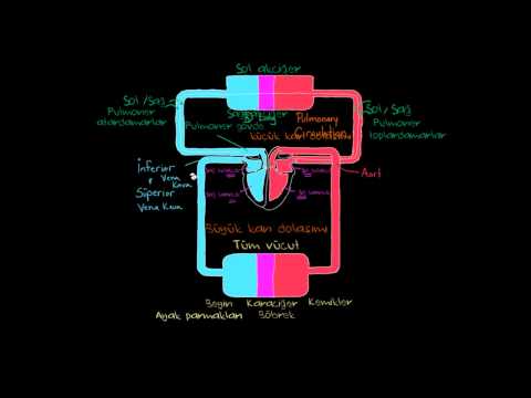 Vücudumuzda Bulunan İki Dolaşım Sistemi (Sağlık ve Tıp) (Dolaşım Sistemi Fizyolojisi)