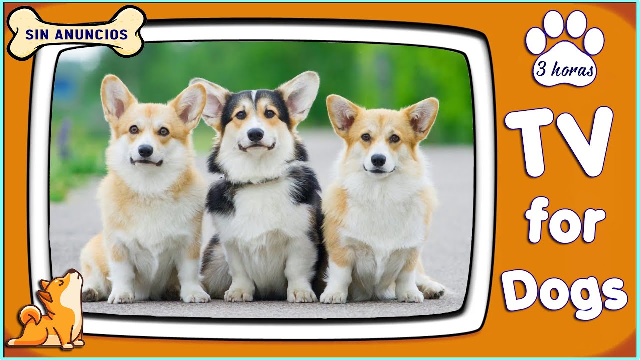 A los niños les encanta ver estos lindos perros 🐶 videos de perros para ...