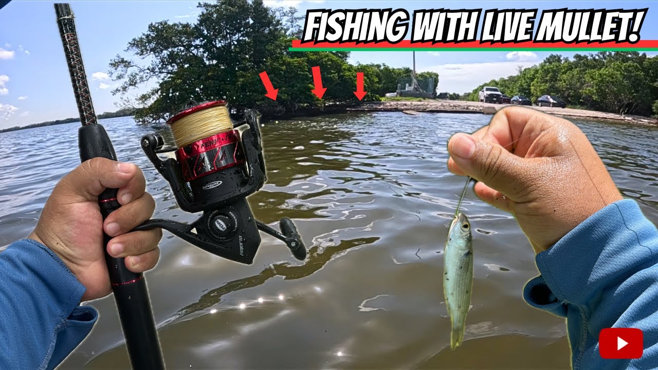 Casting LIVE MULLET by MANGROVES for Whatever Bites! (Saltwater Fishing ...