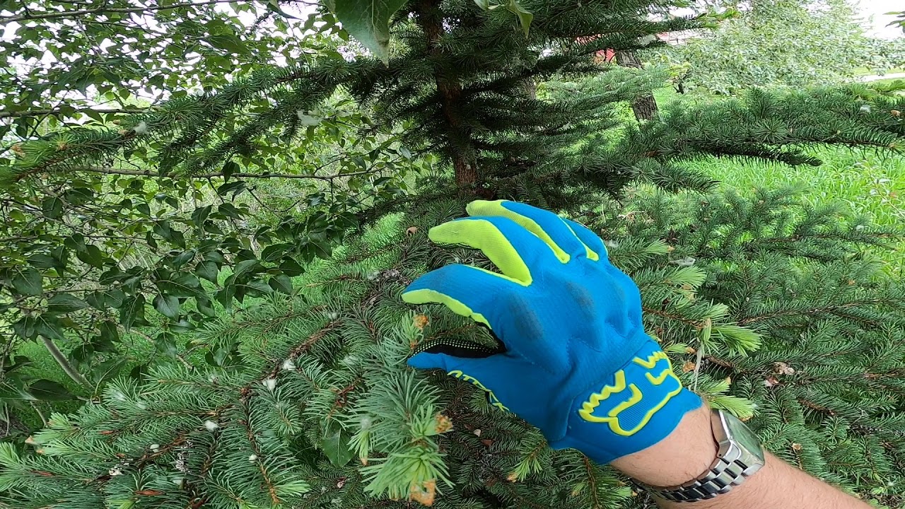 Identifying a Needle Leaf Tree - YouTube