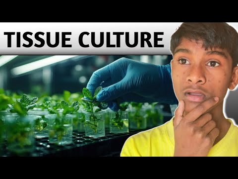 Tissue culture 🧫 Artificial method of vegetative propagation ...