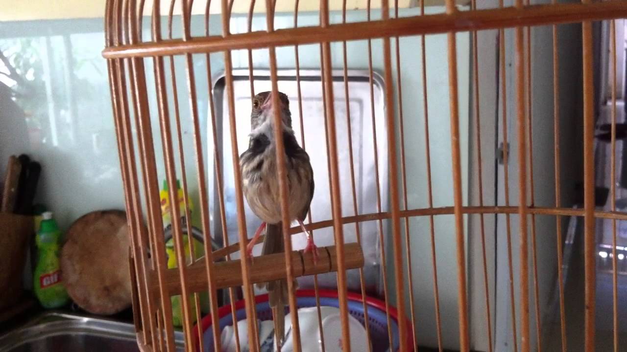 Chim sâu xanh - YouTube