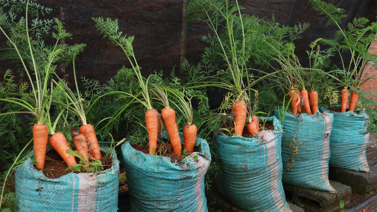 Growing big, delicious, sweet carrots for the first time - Simple, easy ...