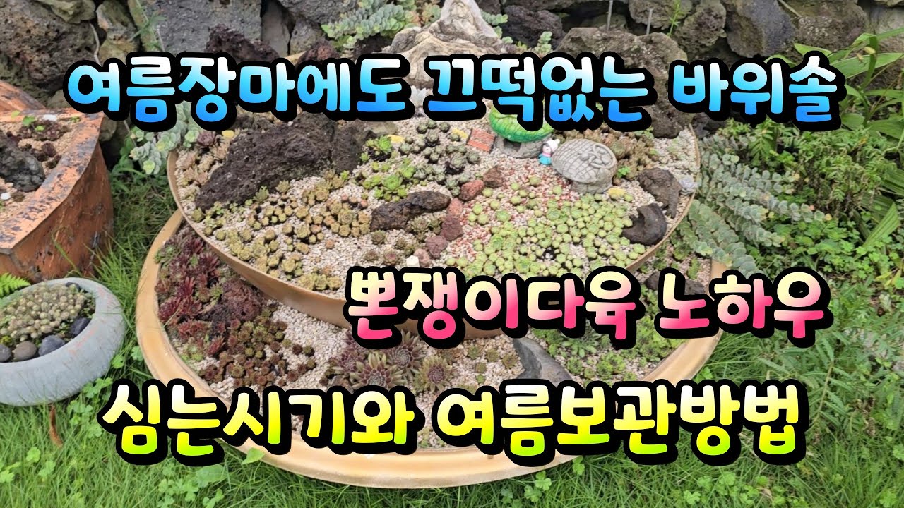 여름장마에 끄떡없는 바위솔~나만의 노하우~ 심는시기와 여름보관방법 바위솔 바위솔정원 바위솔정원꾸미기 다육이 다육식물