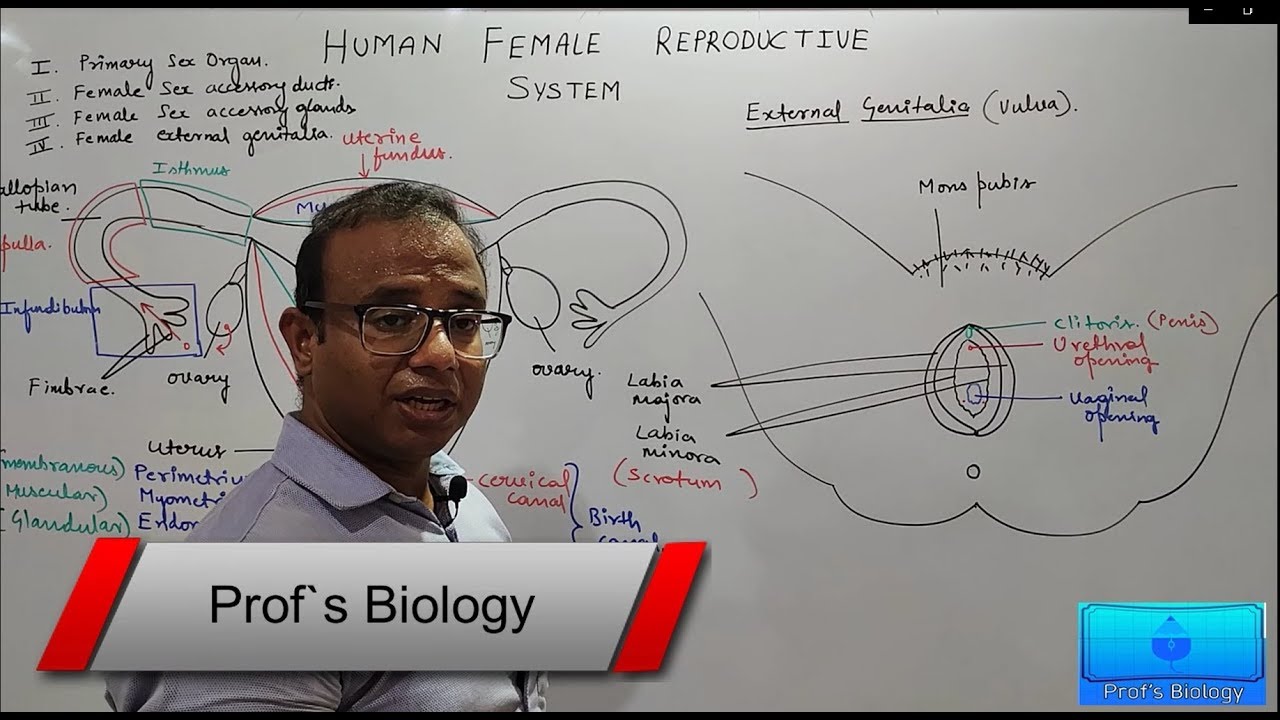 Human Female Reproductive System-NEET/NCERT. - YouTube