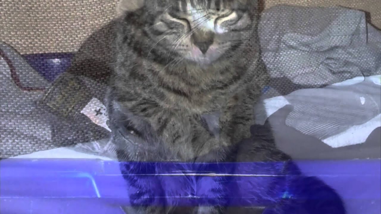 Erwin the cat - YouTube