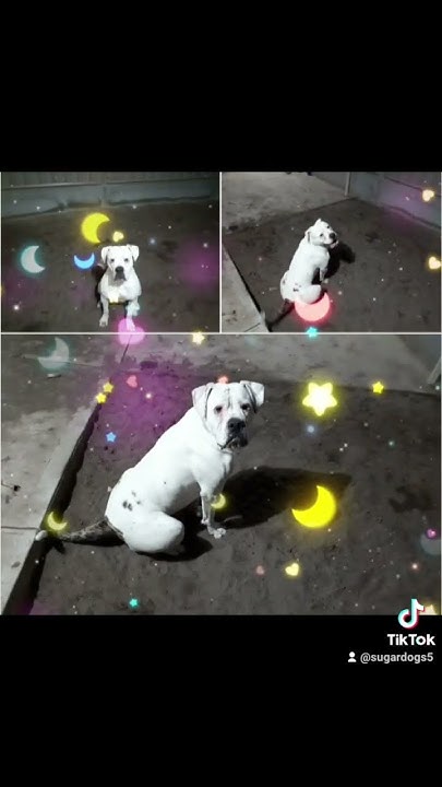 SUGAR MY AMERICAN BULLDOG 4 YEARS AGO. #sugar #dog #viral #bulldog #shorts #ad #fypシ #short #fyp ...