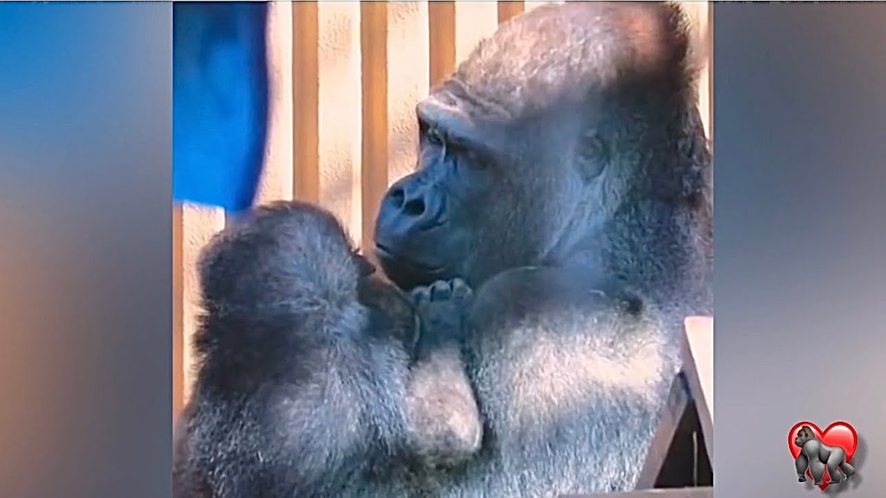 Baby gorilla playing with Dad. Silverback bonding with kids. - YouTube