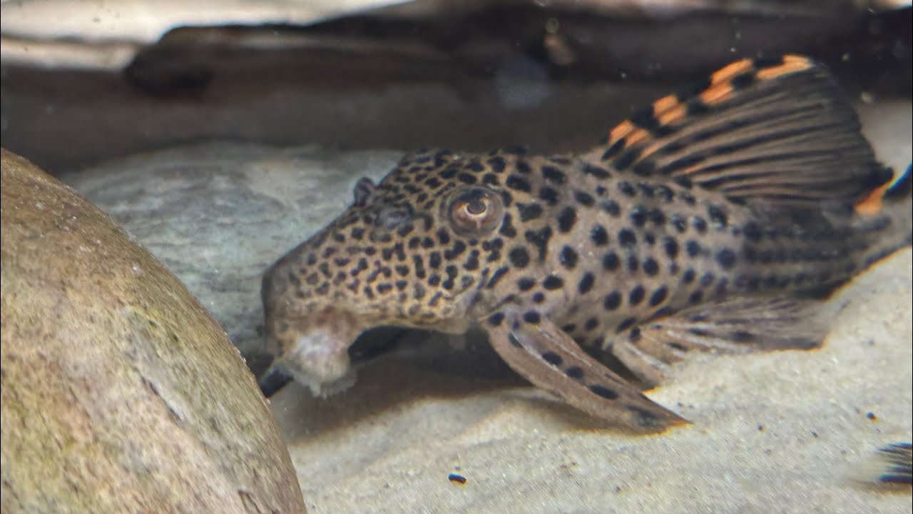 Big Pleco Feeding In My South America Tank - YouTube