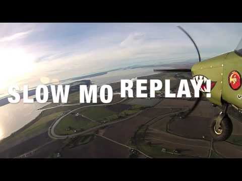 Toilet Paper Dog Fight!