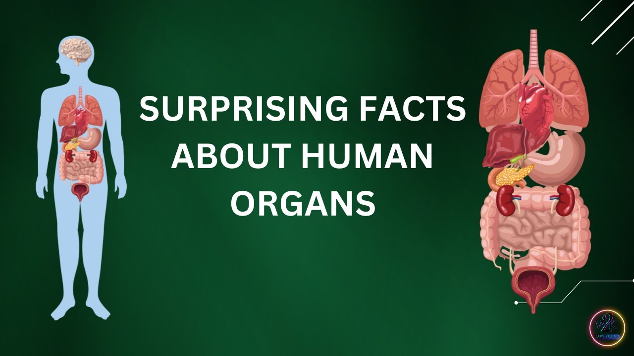 Unbelievable Facts about 10 human organs - YouTube