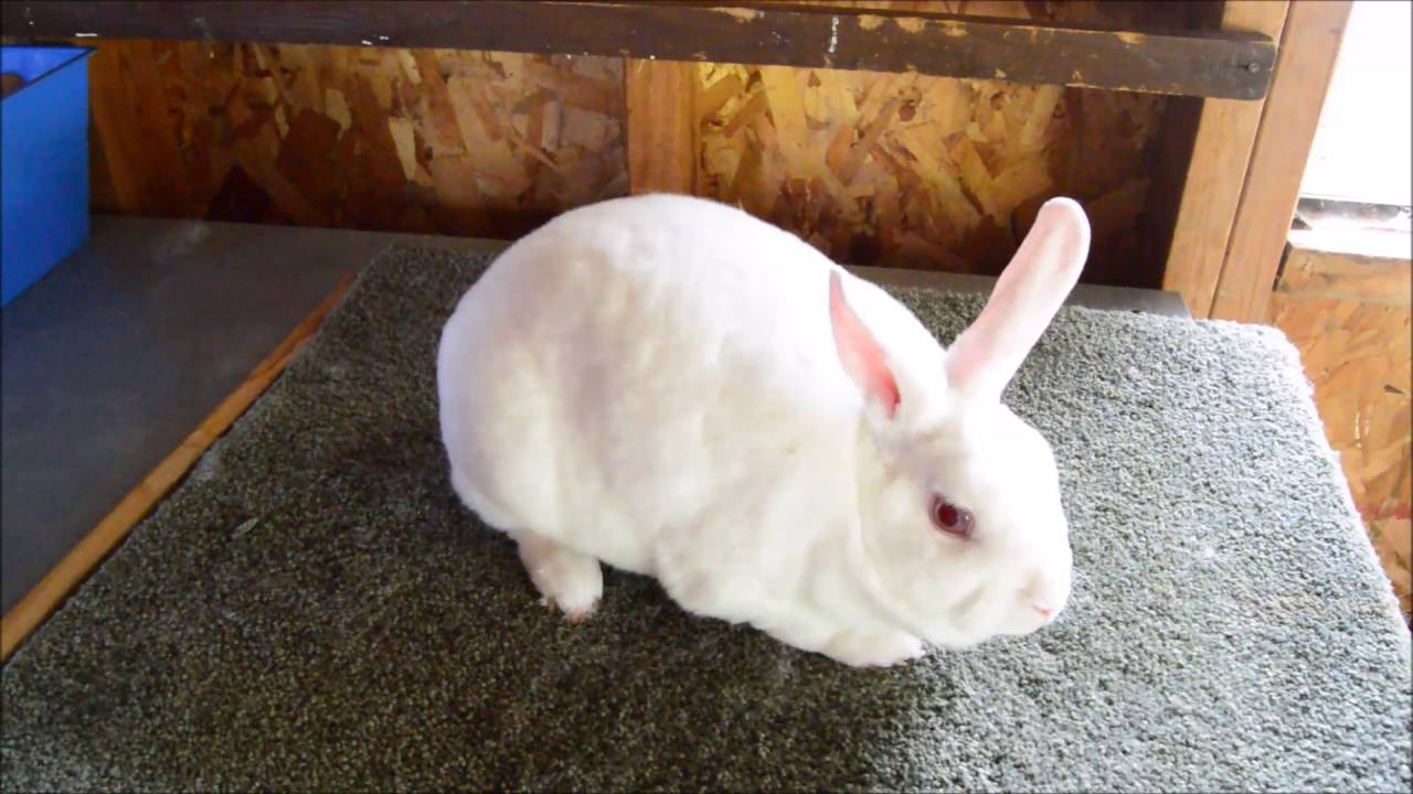 How I Pose my Mini Rex - YouTube