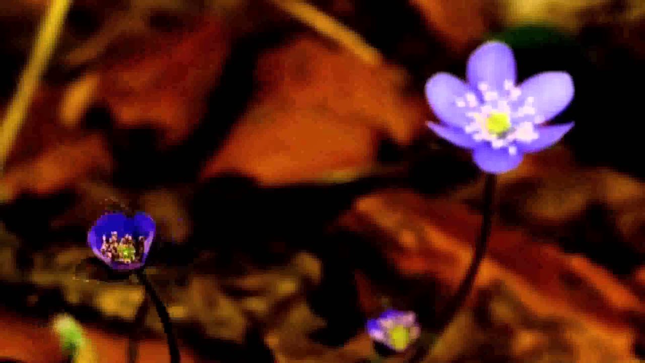 Dulce Sentir - YouTube