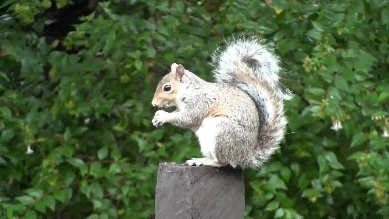 Squirrel Snacking on Fence Post - YouTube