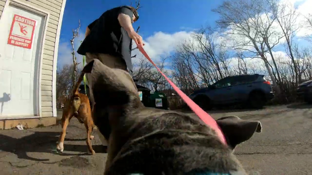 PEI Humane Society - Go Pro Shelter Dog Point of View - YouTube