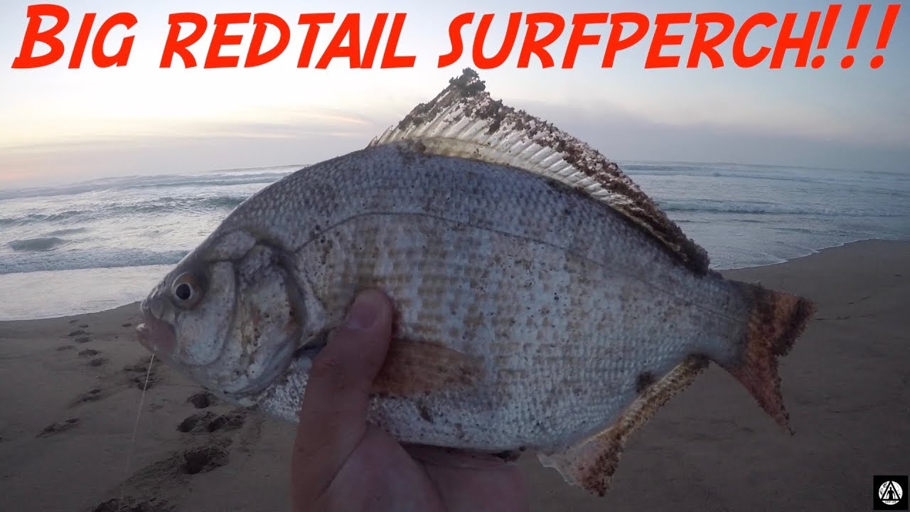 Driving Up North in Search of BIG Redtail Surfperch!!! - YouTube