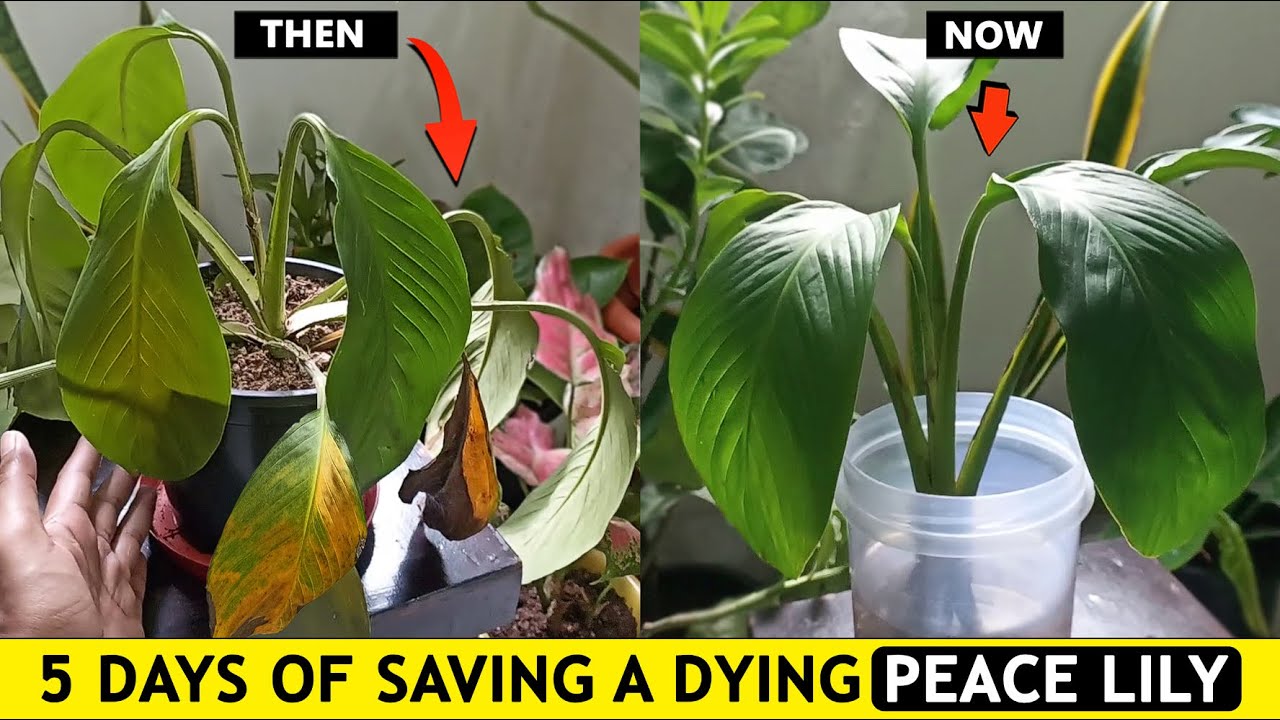 How do you revive a dying peace lily ? - YouTube