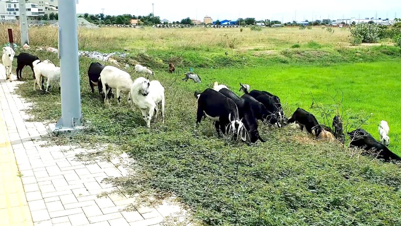 Team Goat Working To Eat Grass On The Street #animals #nature #goat # ...