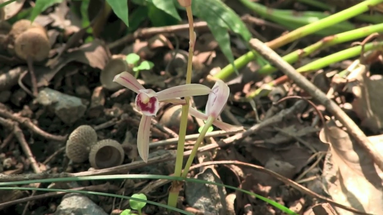 マヤラン/Cymbidium macrorhizon 34_220928_ガイコツ山 - YouTube
