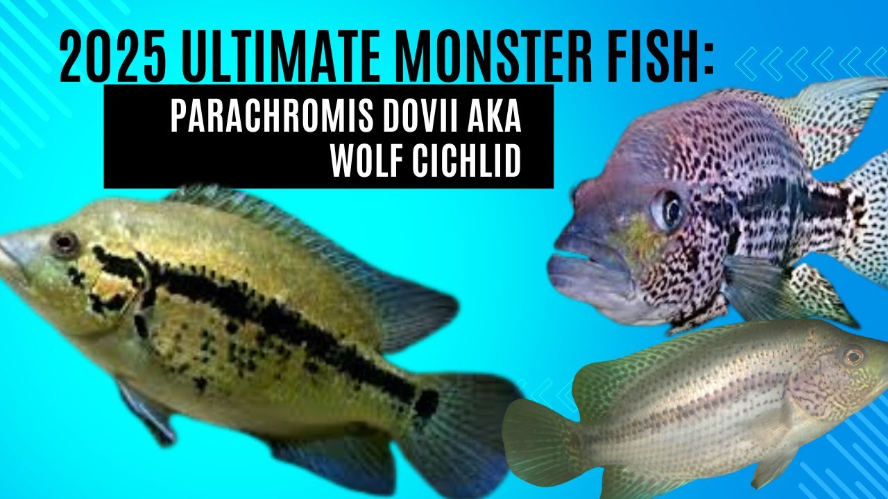 2025 Ultimate Monster Fish: Parachromis Dovii | The REAL Alex Cardinale