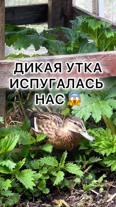 Утка сбежала из гнезда 🦆 #утка #дикая_природа - YouTube