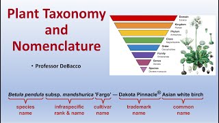 Plant Taxonomy Classification