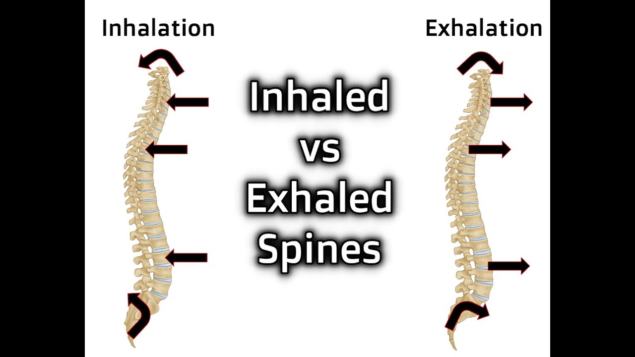 Inhaled vs. Exhaled Spines - YouTube