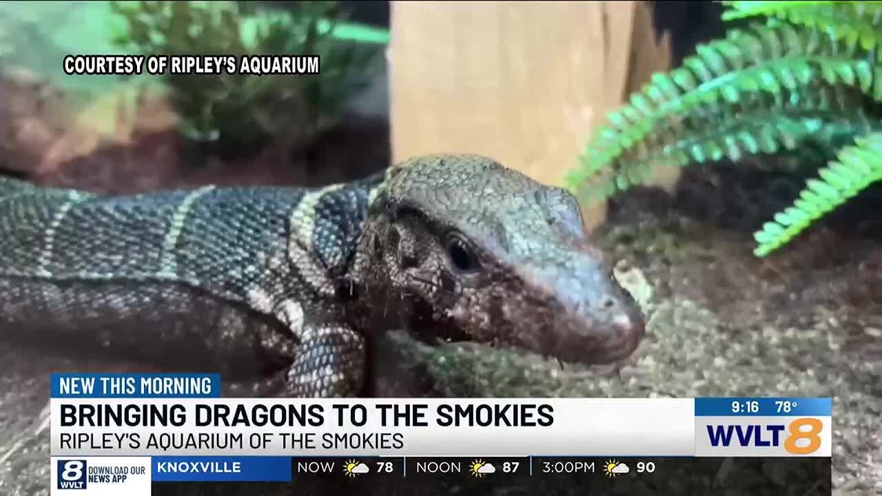 New ‘Dragons’ exhibit is taking off at Ripley’s Aquarium - YouTube