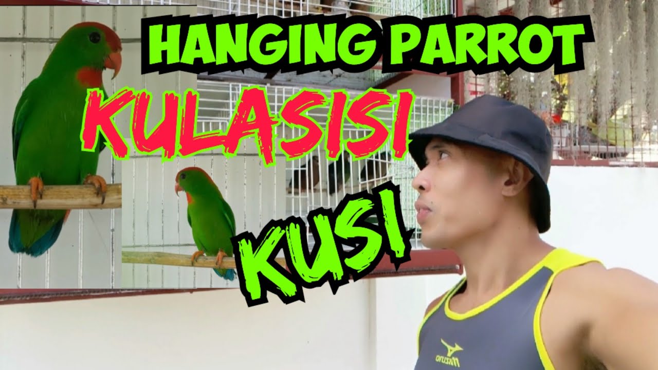 HANGING PARROT/ KULASISI / KUSI - YouTube