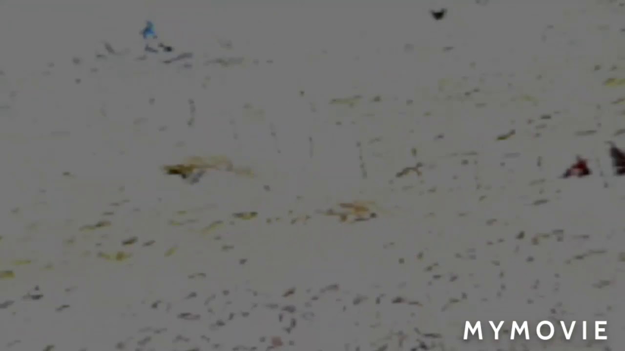 Stephenson's island in the far north of NZ - YouTube
