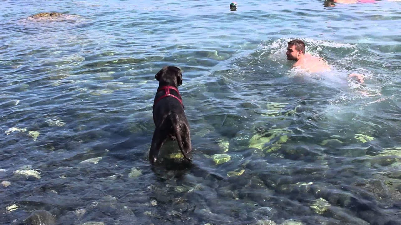 AARON cane corso 16 mesi al mare - YouTube