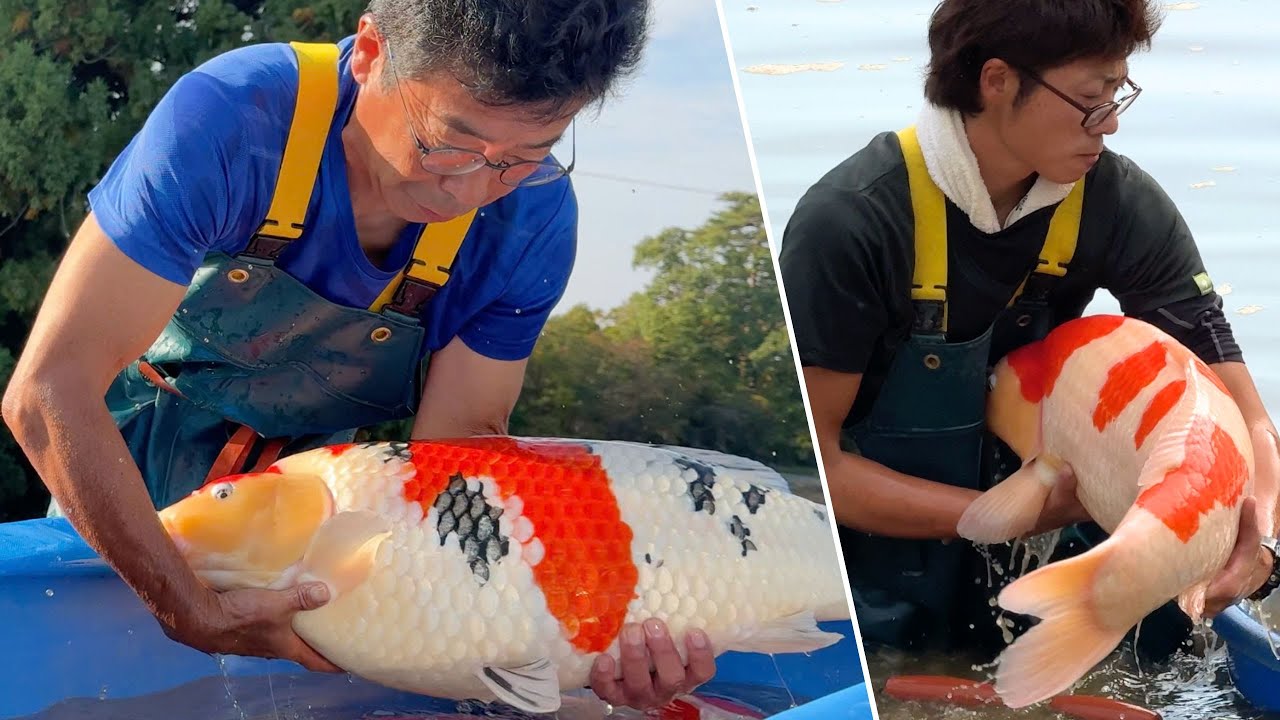 Why KOI FISH are SO EXPENSIVE ??? The MOST EXPENSIVE KOI FISH in the ...