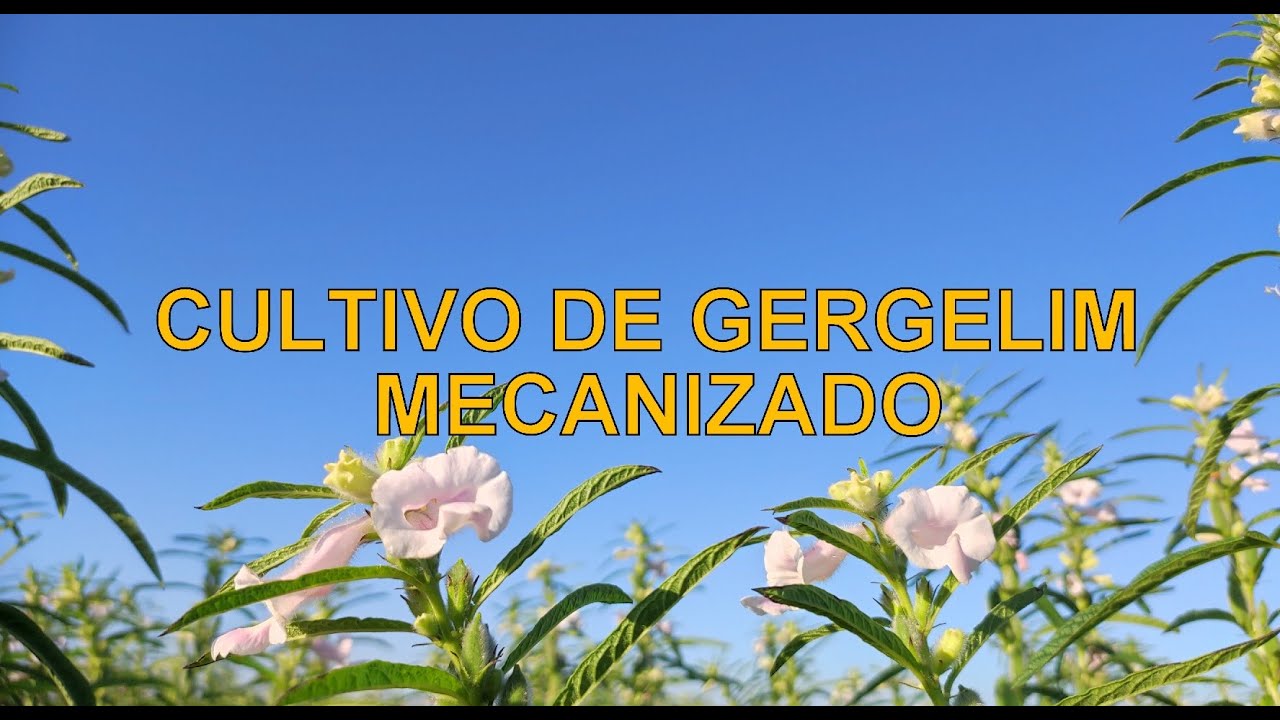 Cultivo de gergelim mecanizado - 365D - YouTube