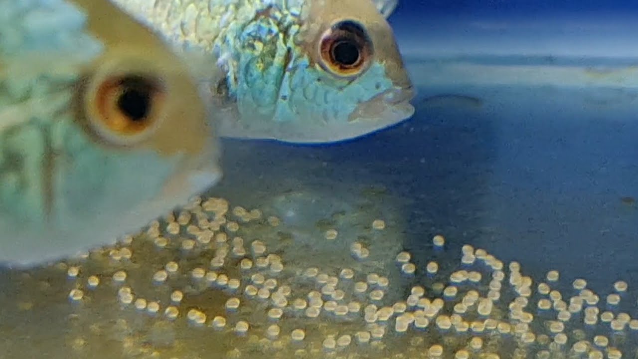 How to tell Electric blue acara gender. Blue acara cichlids spawning ...