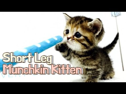 Short leg munchkin kitten video cute kitten - YouTube