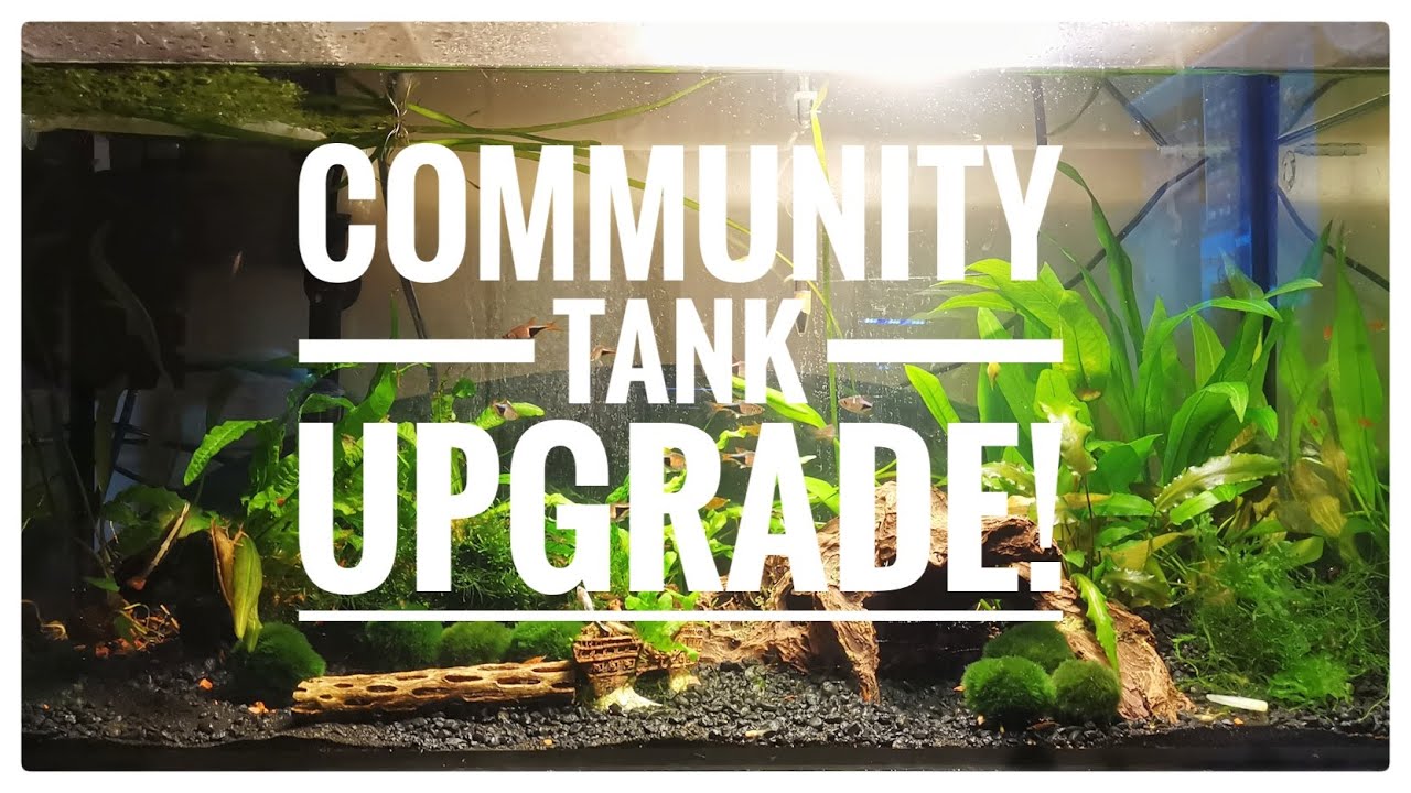 Combining My Nano Community Tanks! - YouTube