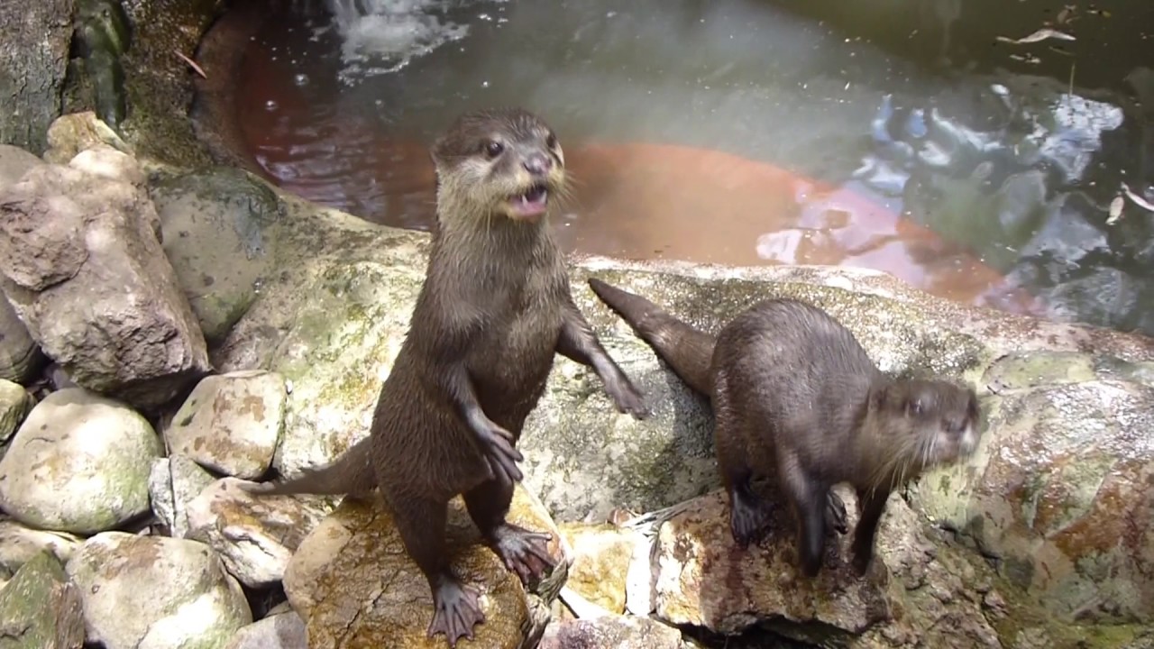 Otters - YouTube