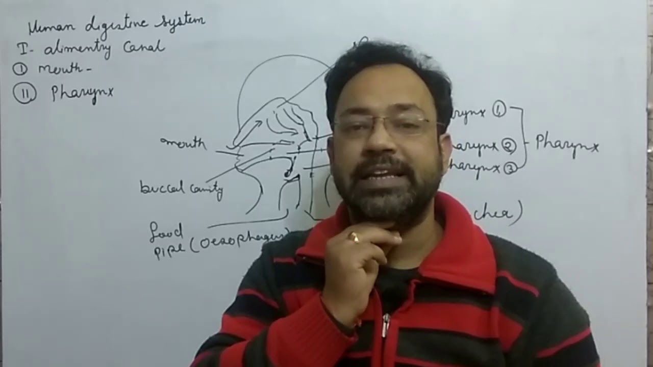 Human digestive system #class 10th EM science - YouTube
