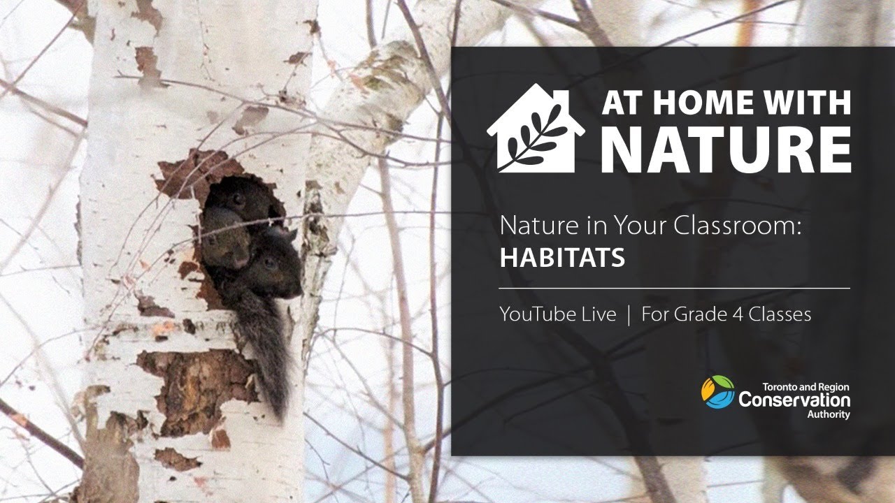 Nature in Your Classroom - Habitats | Grade 4 - YouTube