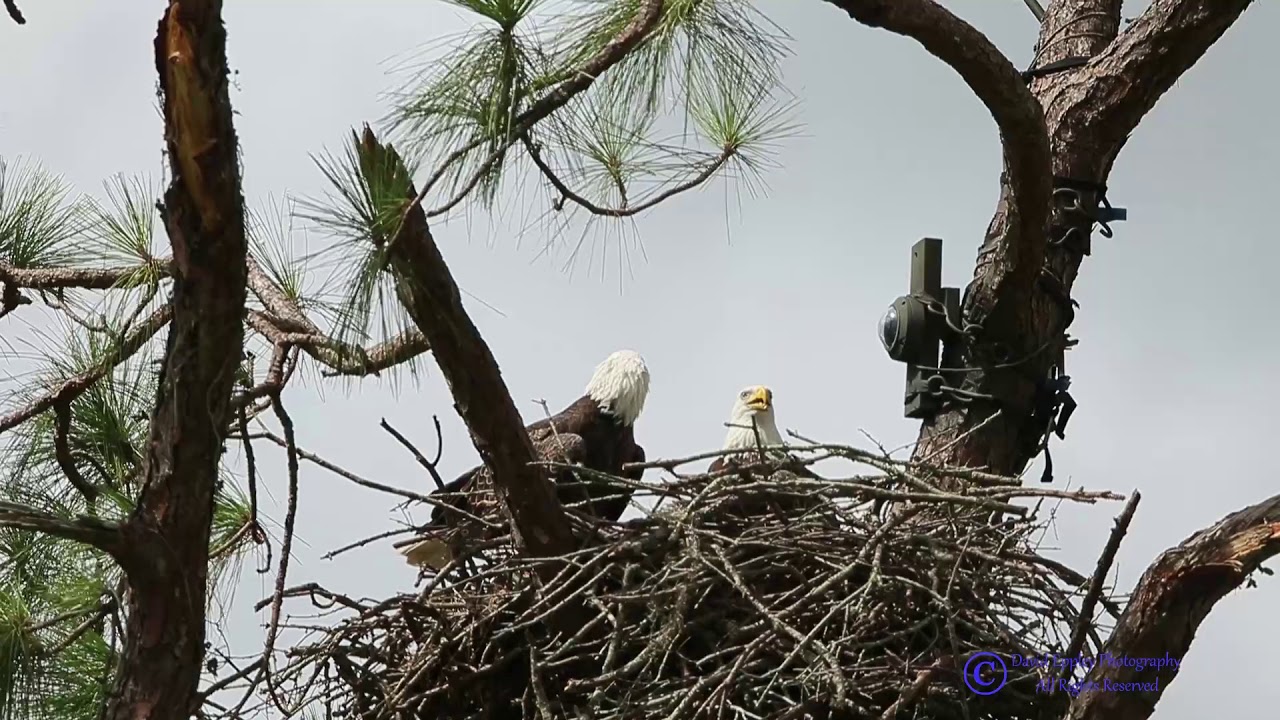 Harriet choking down a squirrel - YouTube